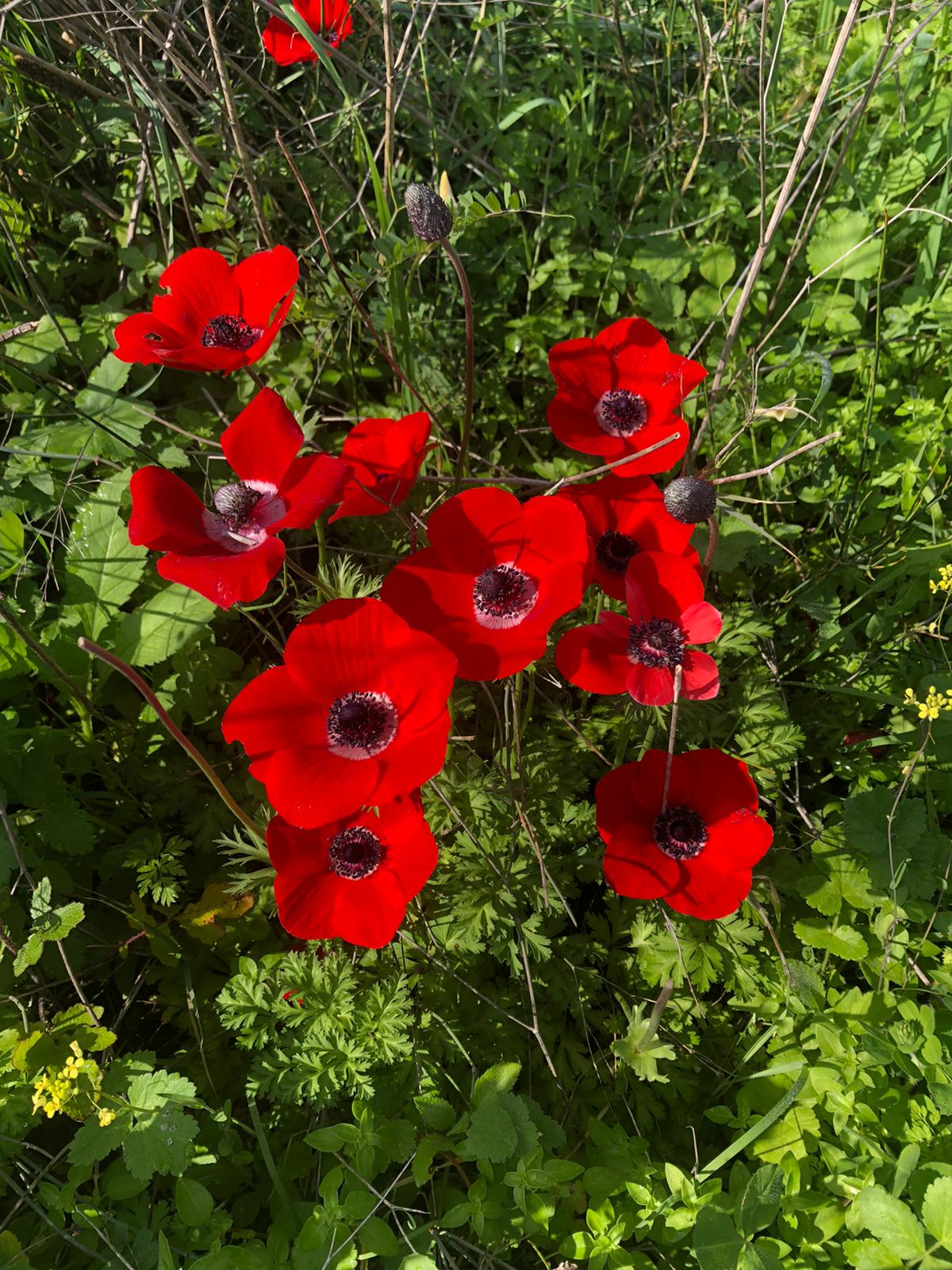 LAS FLORES GRITAN – palabras a flor de piel